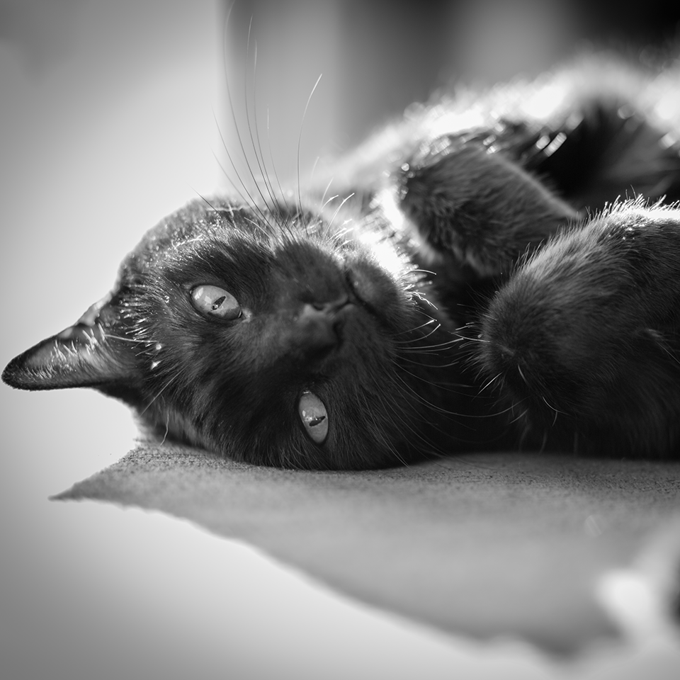 Mission Statement and Core Values - LightSpring Virtual Veterinary Care